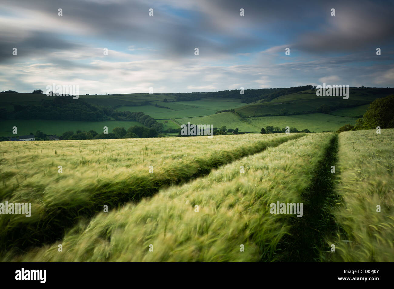 Barley field hi-res stock photography and images - Alamy