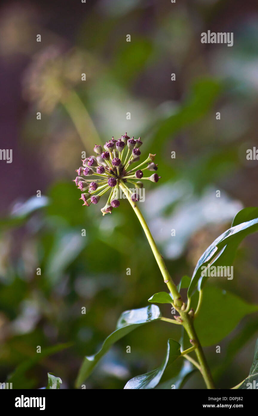 flower seed head English Ivy Hedera Helix Stock Photo - Alamy