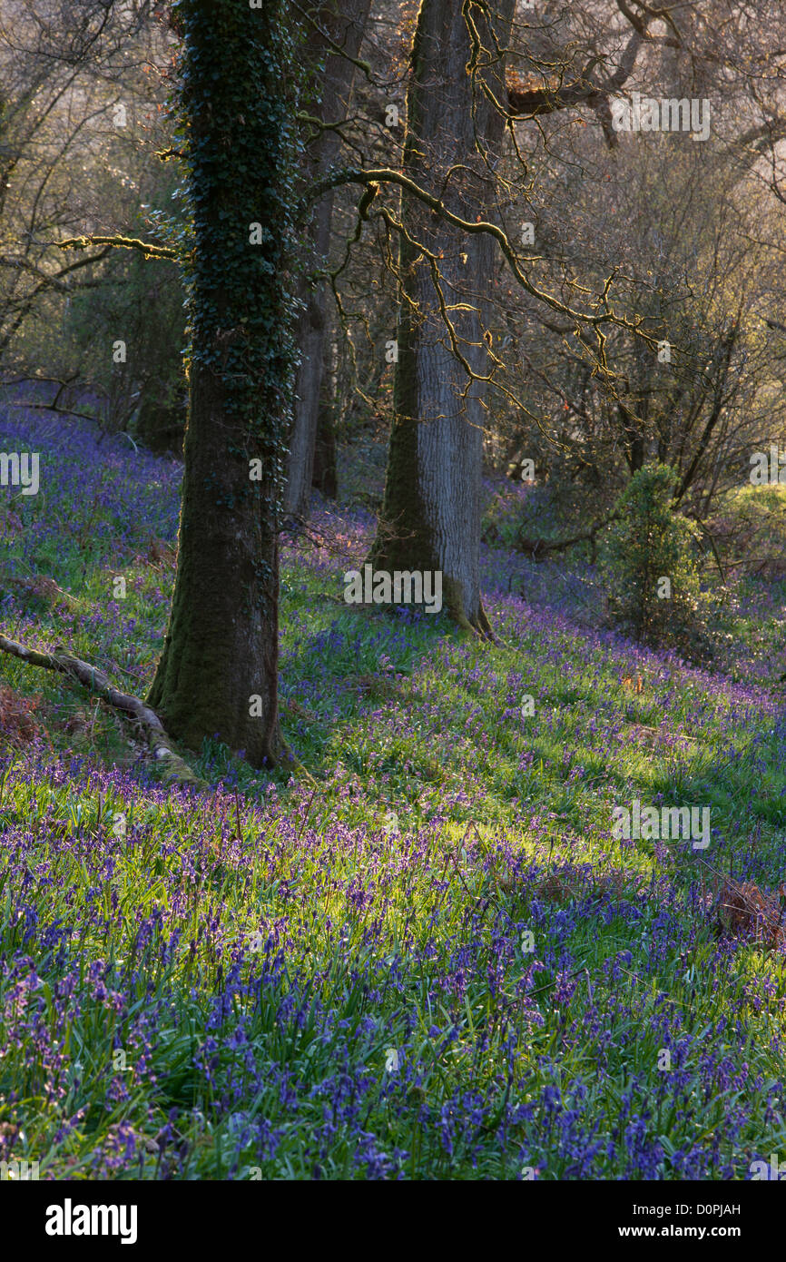 Bluebell Woods, Dorset, England, UK Stock Photo - Alamy