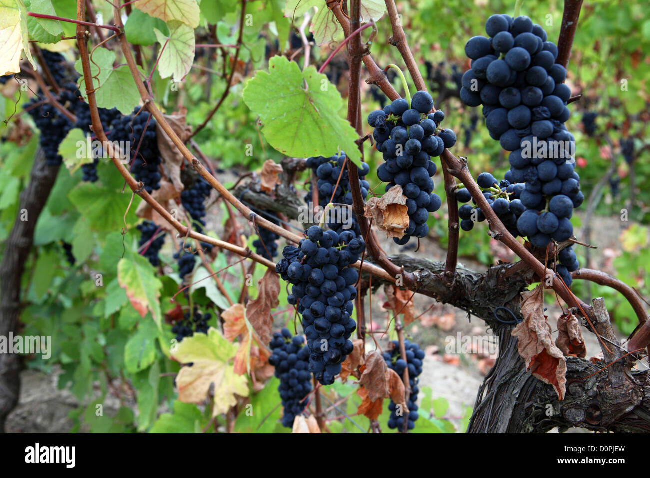 Agriculture harvesting portuguese hi-res stock photography and images ...