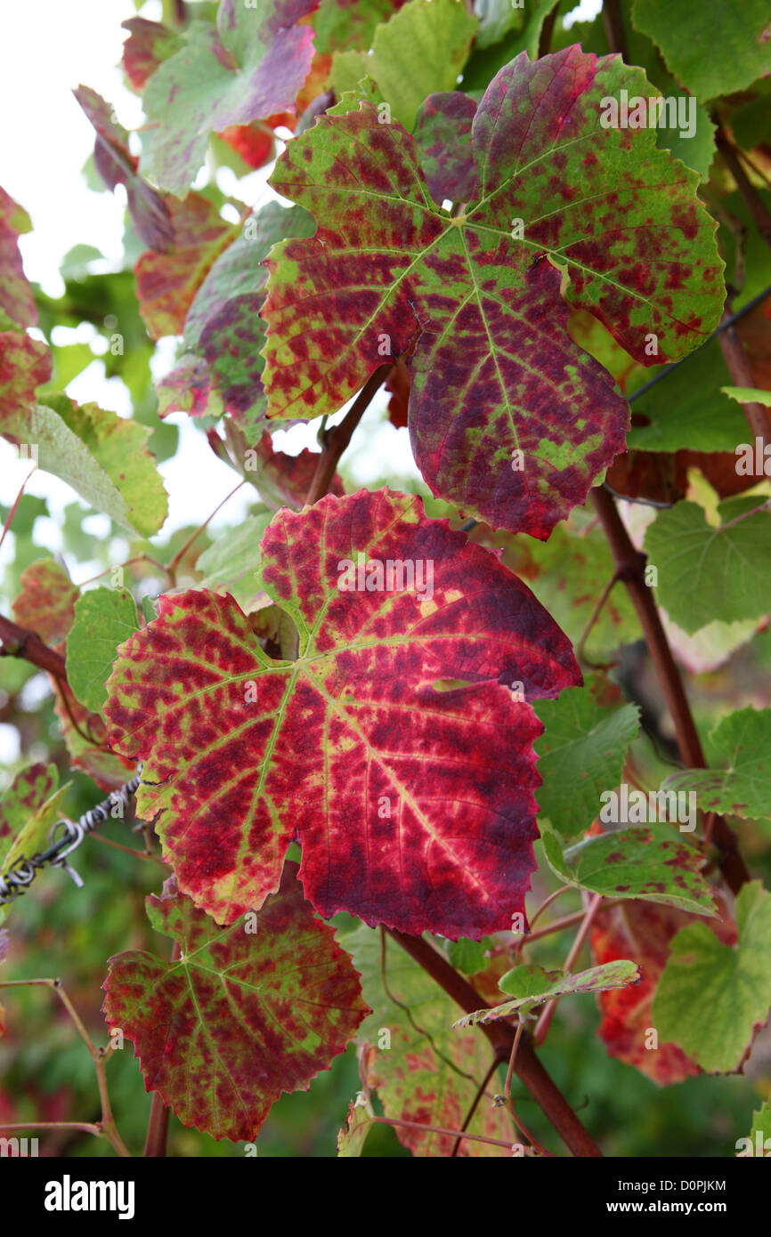 Vine leaves autumn hi-res stock photography and images - Alamy