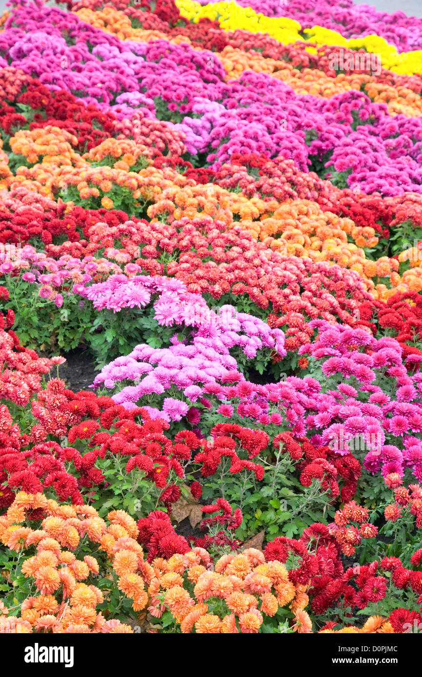 Flower bad hi-res stock photography and images - Alamy