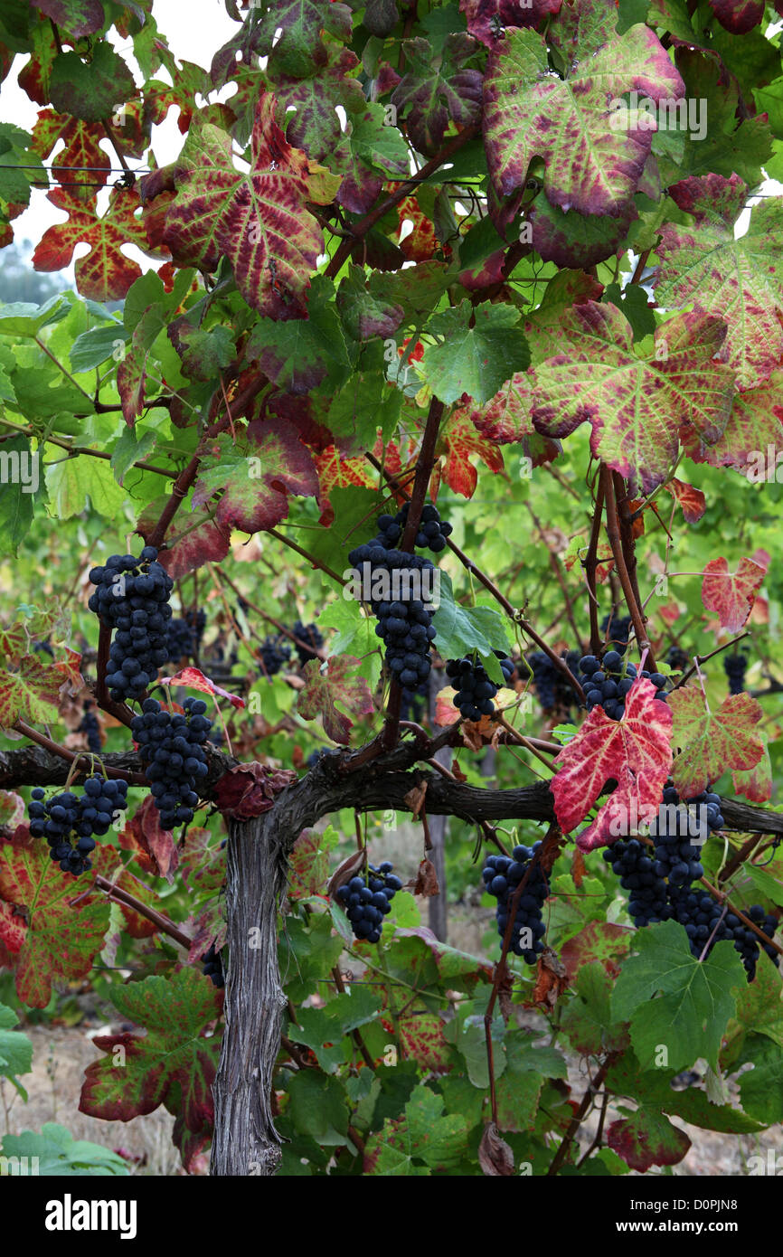 Grapes await harvesting in Portugal Stock Photo - Alamy