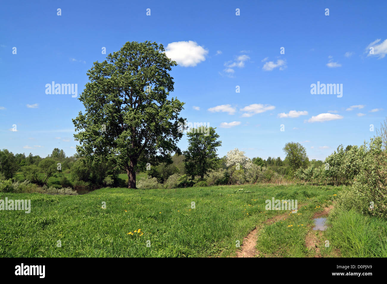 Flor celestial hi-res stock photography and images - Alamy
