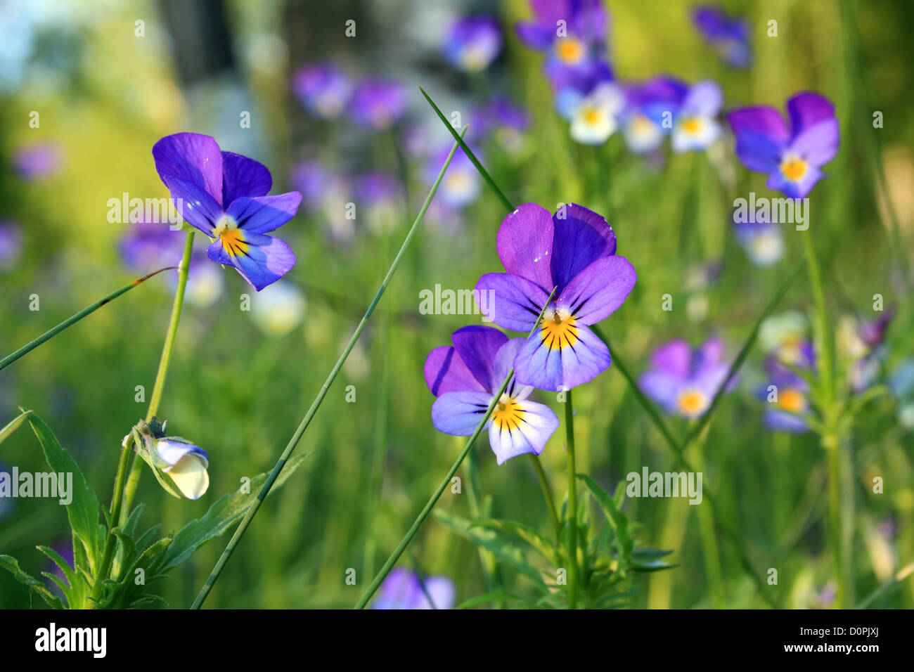 violets on field Stock Photo - Alamy