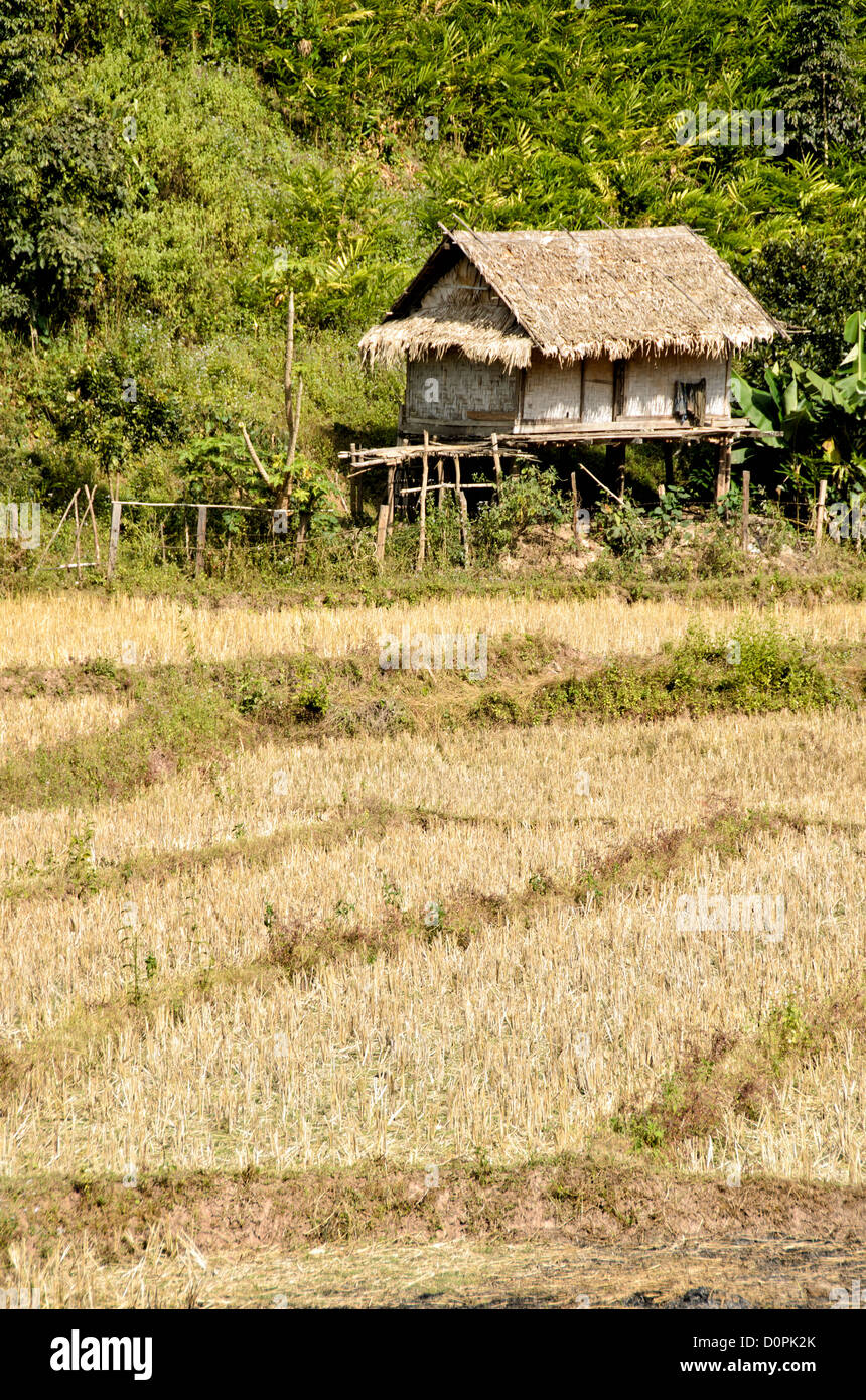 Bamboo Hut Rice Farming Luang Namtha Laos // LUANG NAMTHA, Laos — A ...