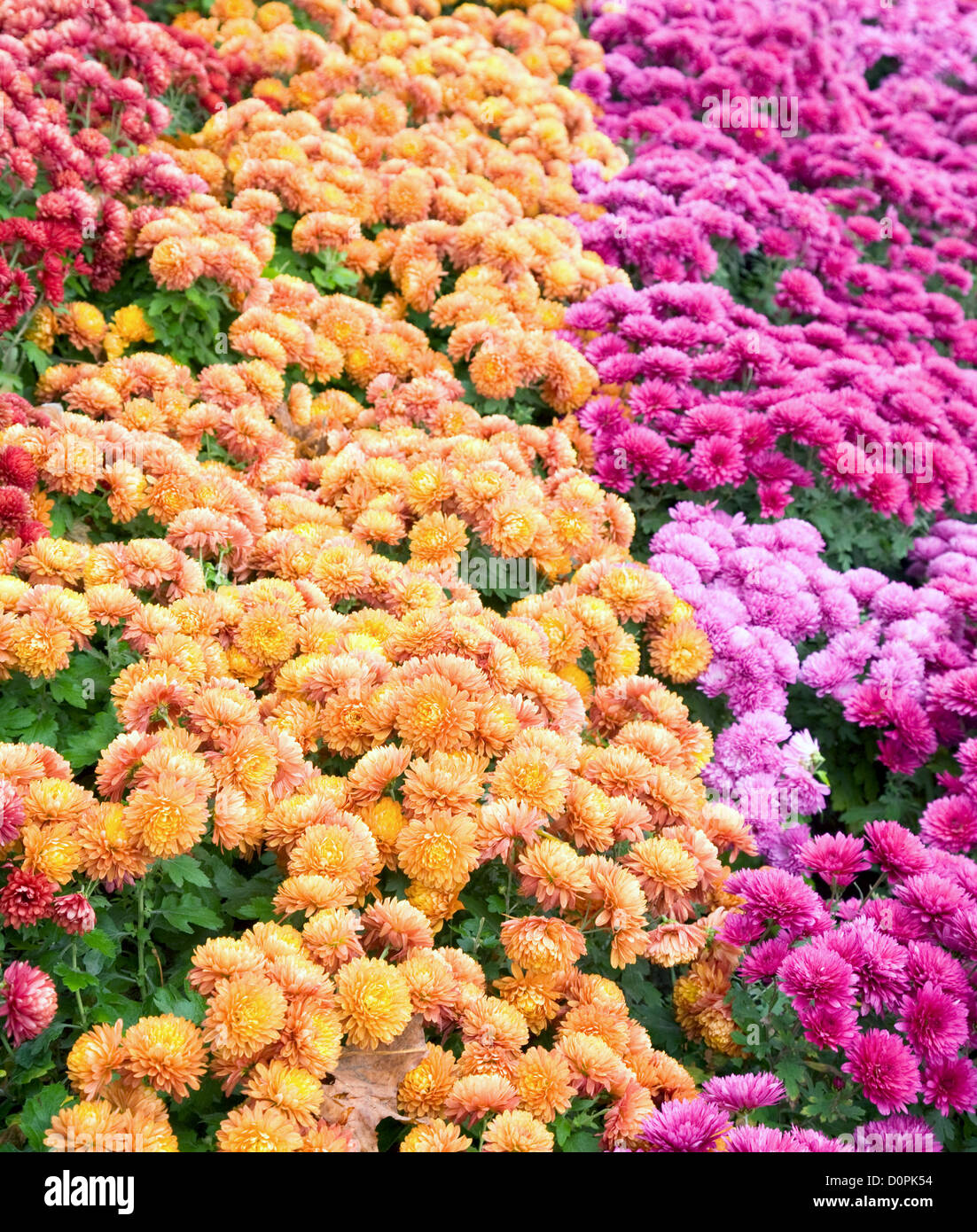 Bad flower hi-res stock photography and images - Alamy