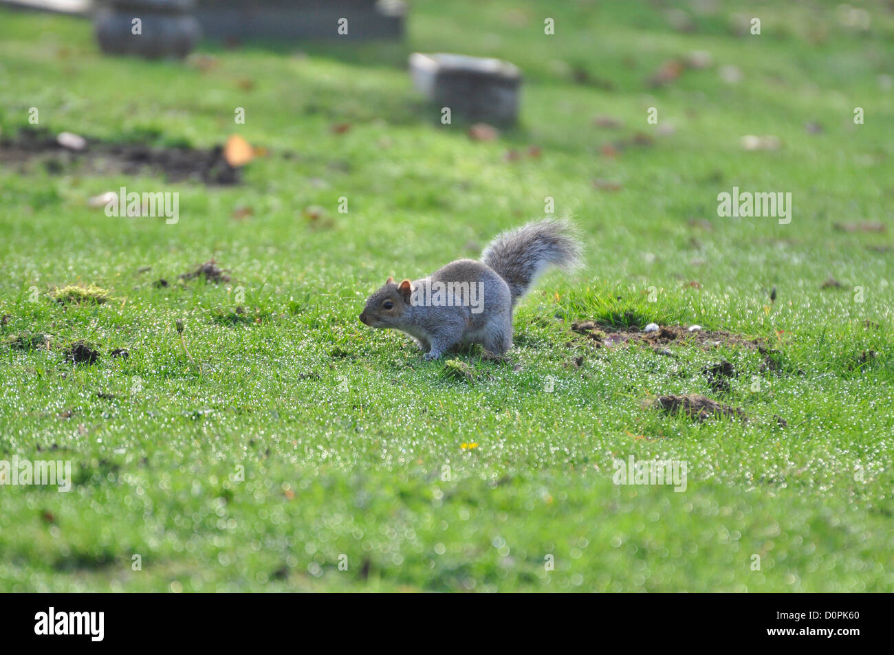 A Busy Squirrel Stock Photo - Alamy