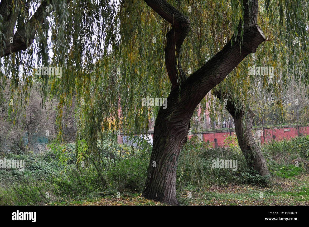 Weeping willow tree and water hi-res stock photography and images - Alamy