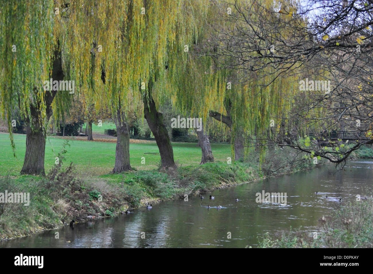 Four Tree Bank Stock Photo - Alamy