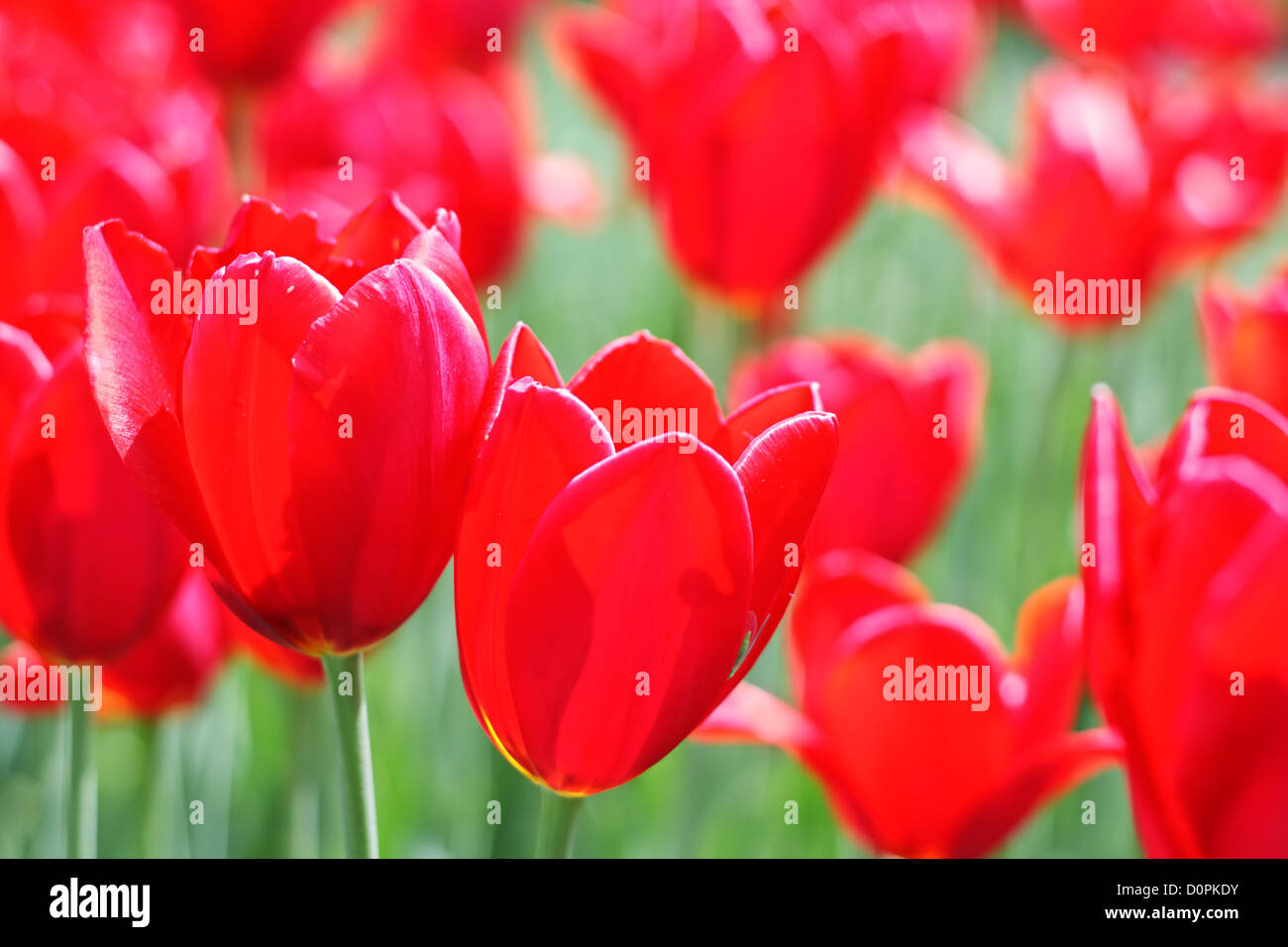 Tulip in sunlight hi-res stock photography and images - Alamy