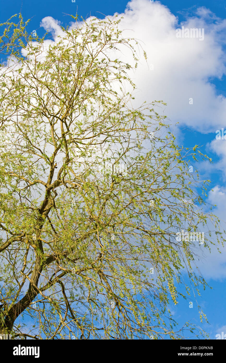 Spring willow tree on sky background Stock Photo - Alamy