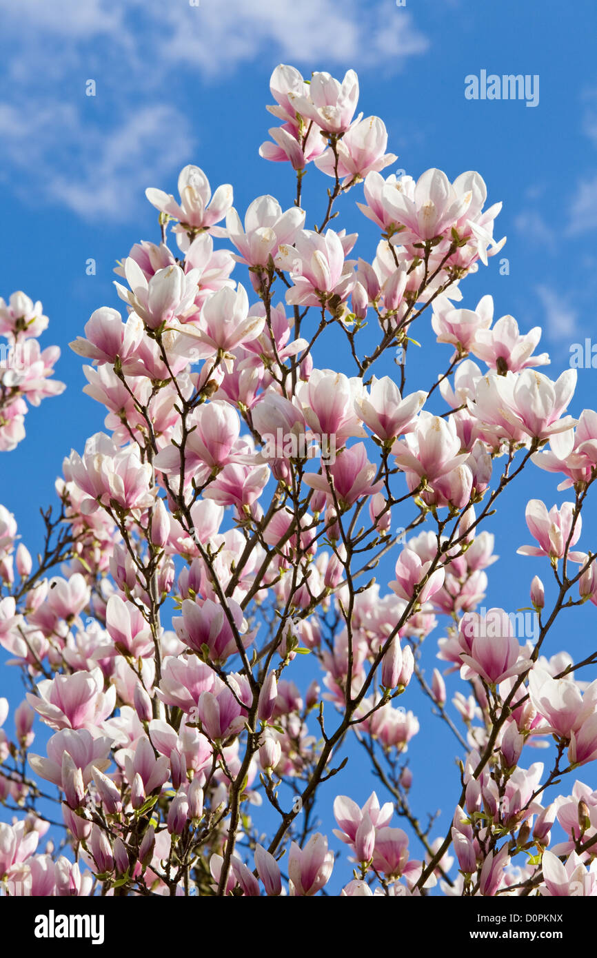 Magnolia tree hi-res stock photography and images - Alamy