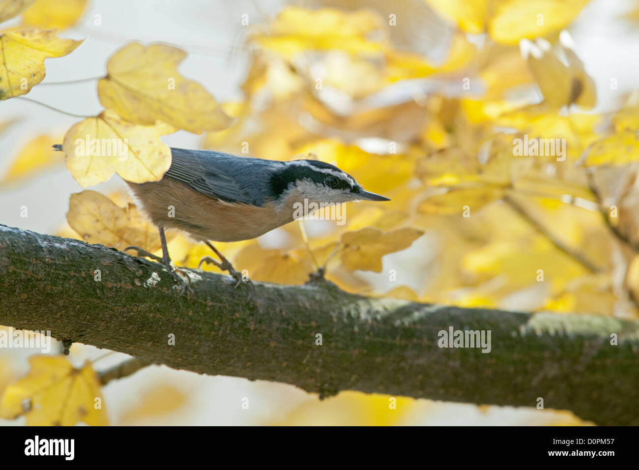 Red-breasted Nuthatch in Fall Maple Tree bird birds songbird songbirds ...