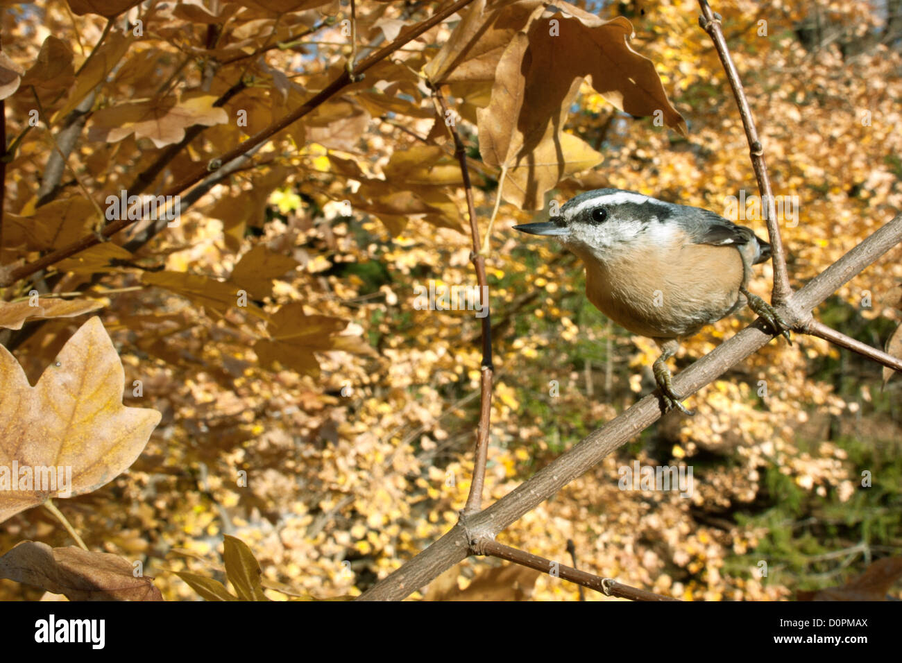 Red-breasted Nuthatch in Fall Maple Tree bird birds songbird songbirds ...