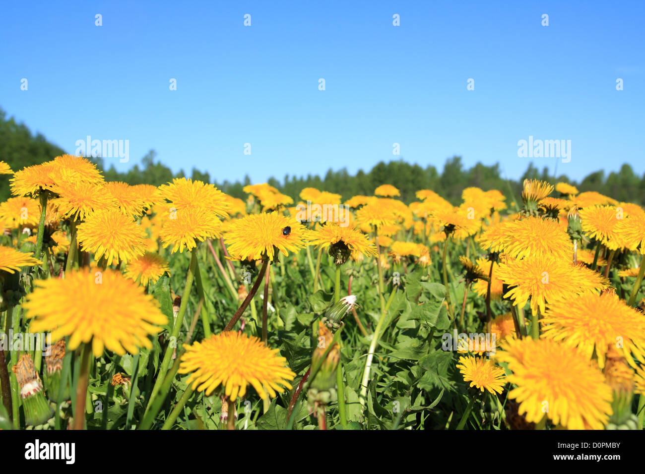 Dandelions life cycle hi-res stock photography and images - Alamy