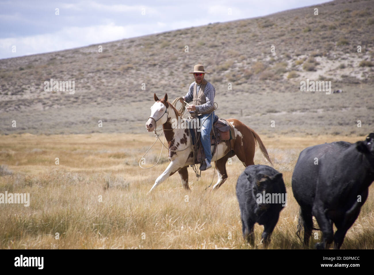 Modern day cowboy hi-res stock photography and images - Alamy