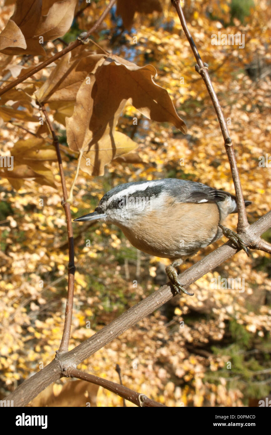Red breasted nuthatches hi-res stock photography and images - Alamy
