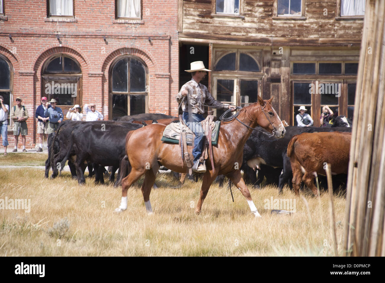 Cattle drive history hi-res stock photography and images - Alamy