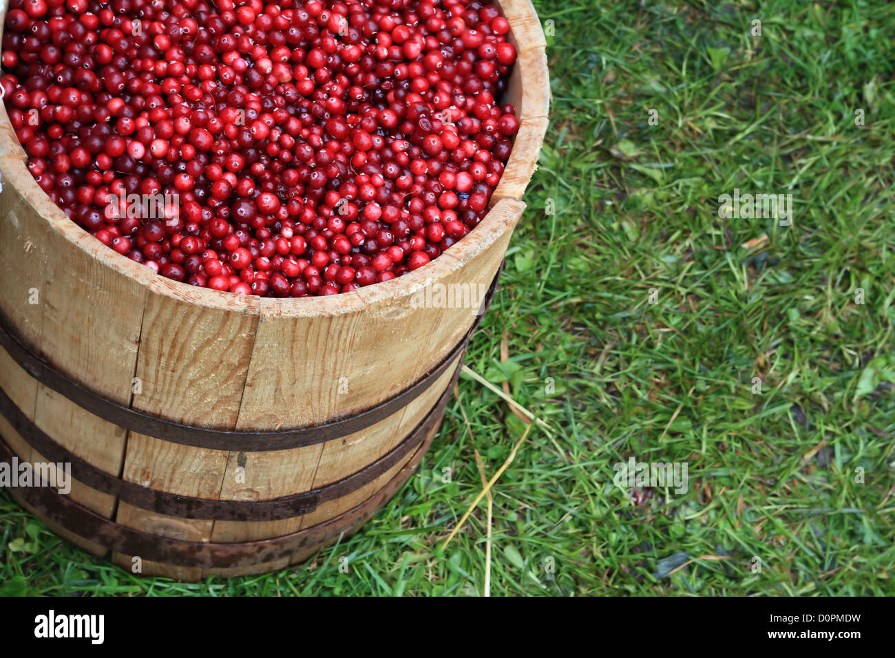 cranberry in barrel Stock Photo - Alamy