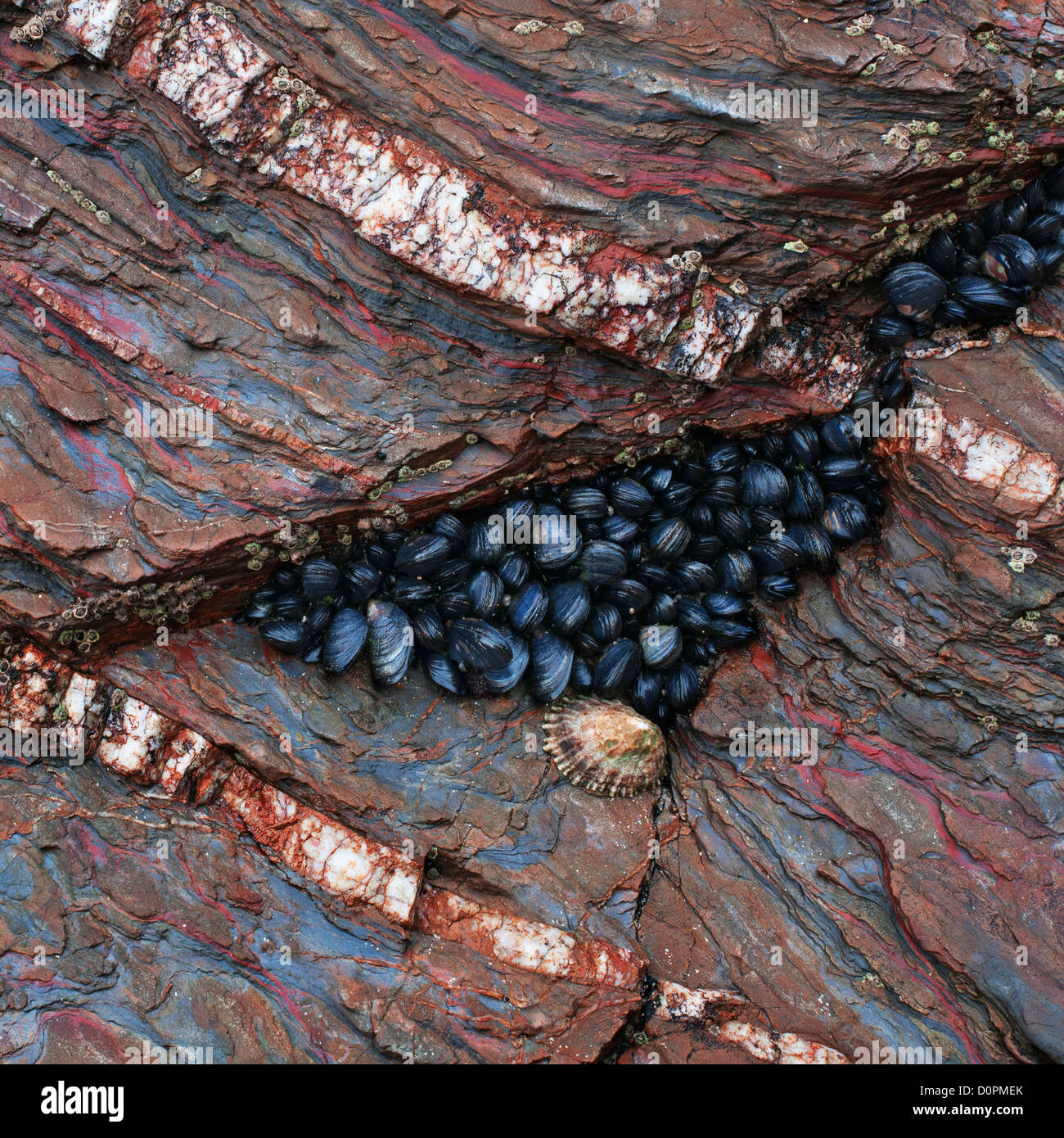Blue mussels and a limpet cling to a colourful rock, Bedruthan Steps ...