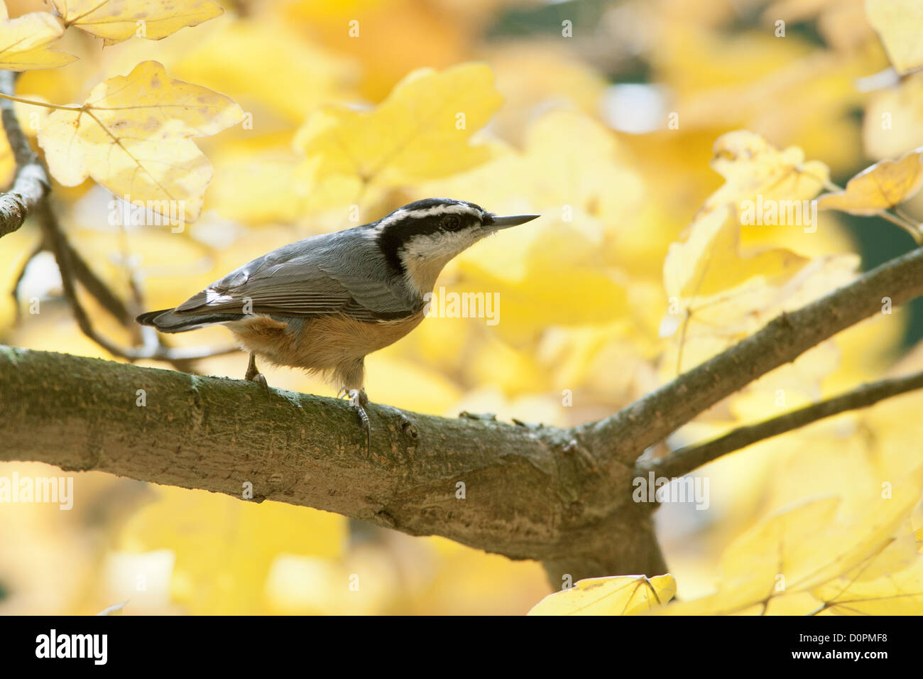 Red-breasted Nuthatch in Fall Maple Tree bird birds songbird songbirds ...