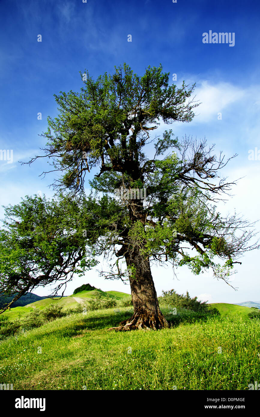 Old savage pear tree Stock Photo - Alamy