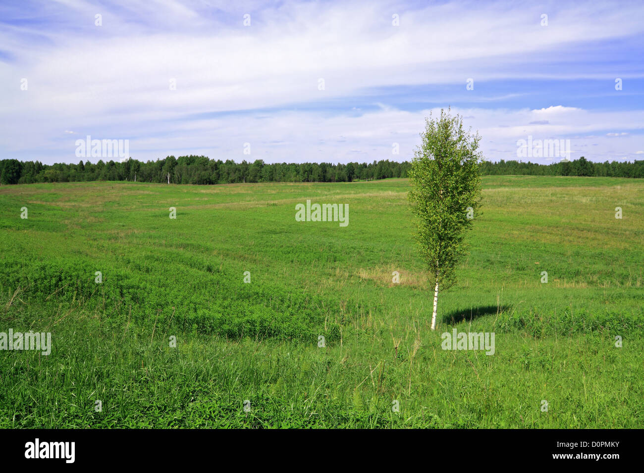 Multi stem birch hi-res stock photography and images - Alamy