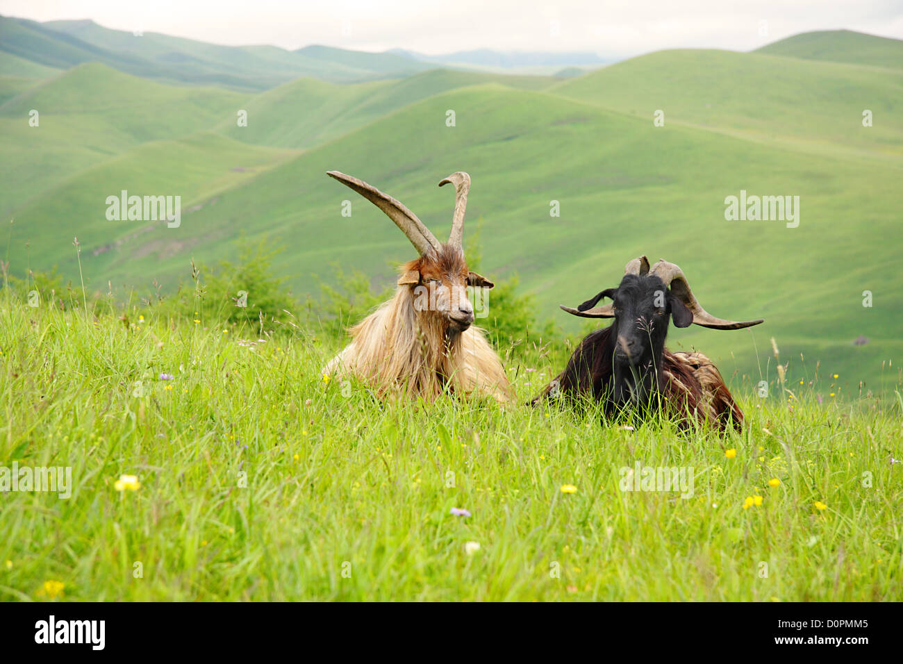 'two goats' hi-res stock photography and images - Alamy