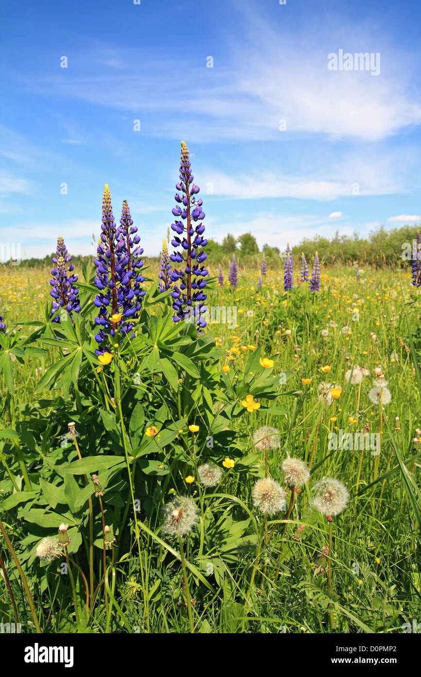 blue lupines on spring field Stock Photo - Alamy