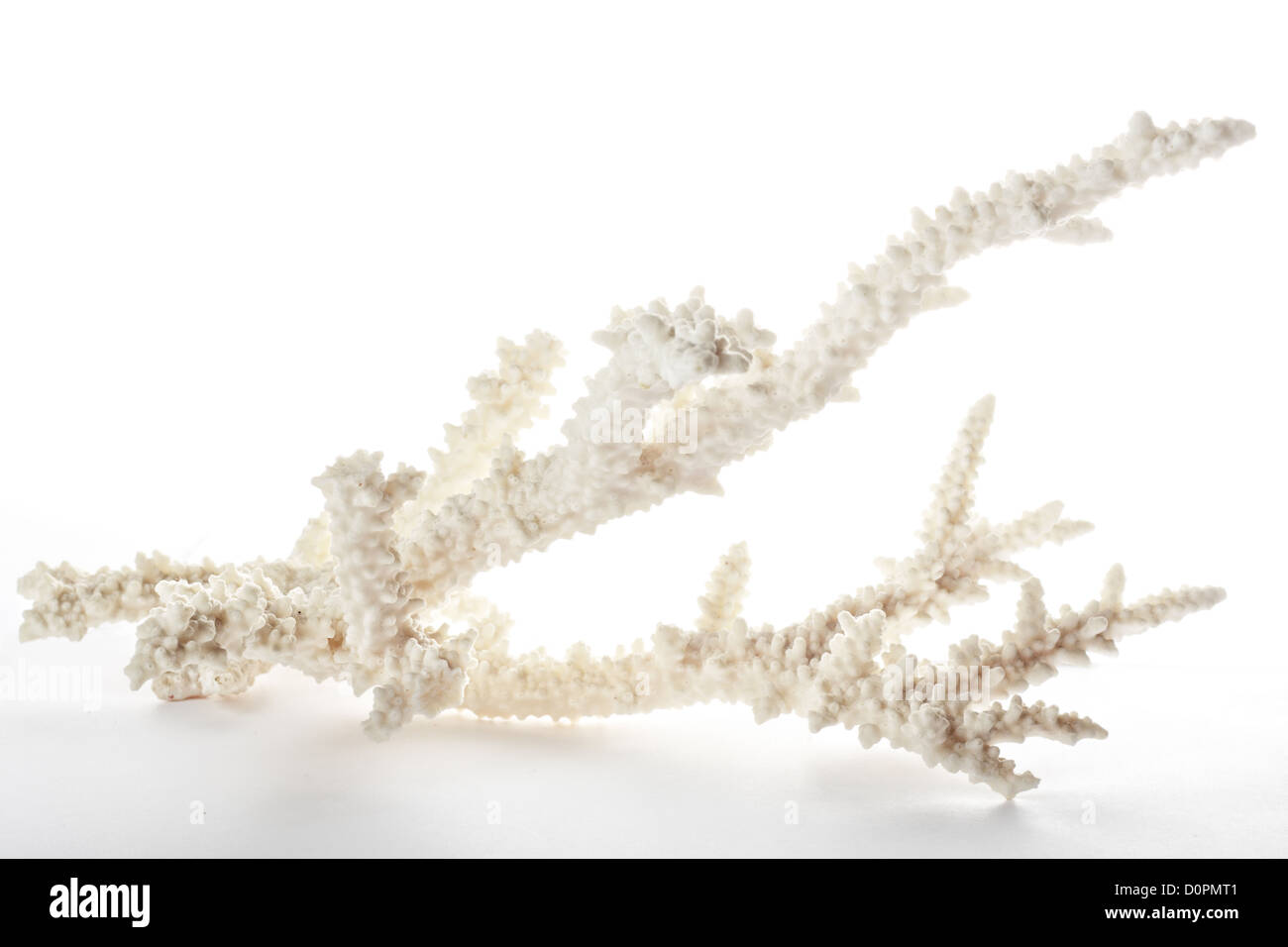 Branch coral hi-res stock photography and images - Alamy