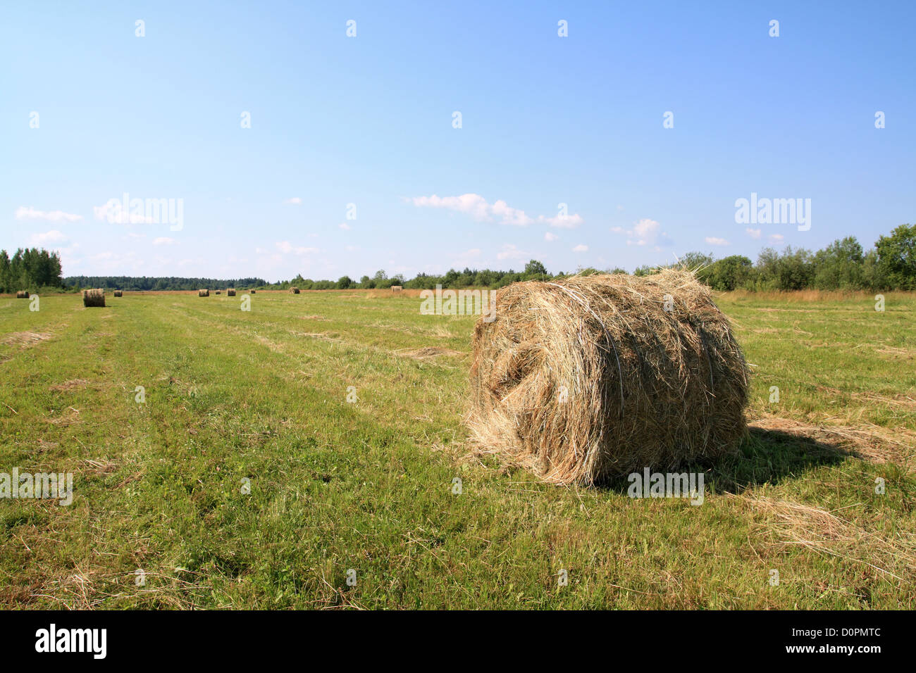 hay on field Stock Photo - Alamy