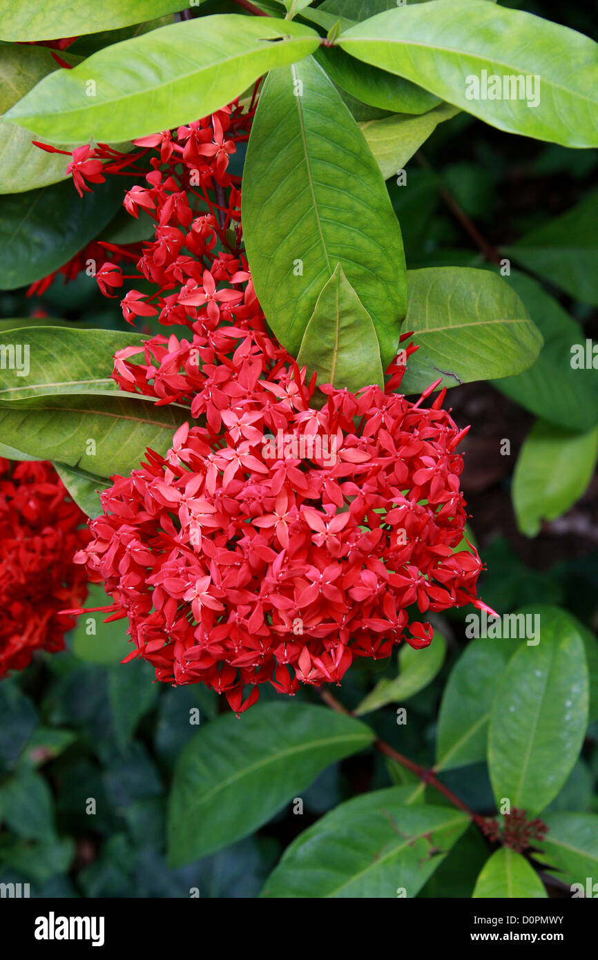 Jungle Geranium aka Flame of the Woods or Jungle Flame, Ixora coccinea ...