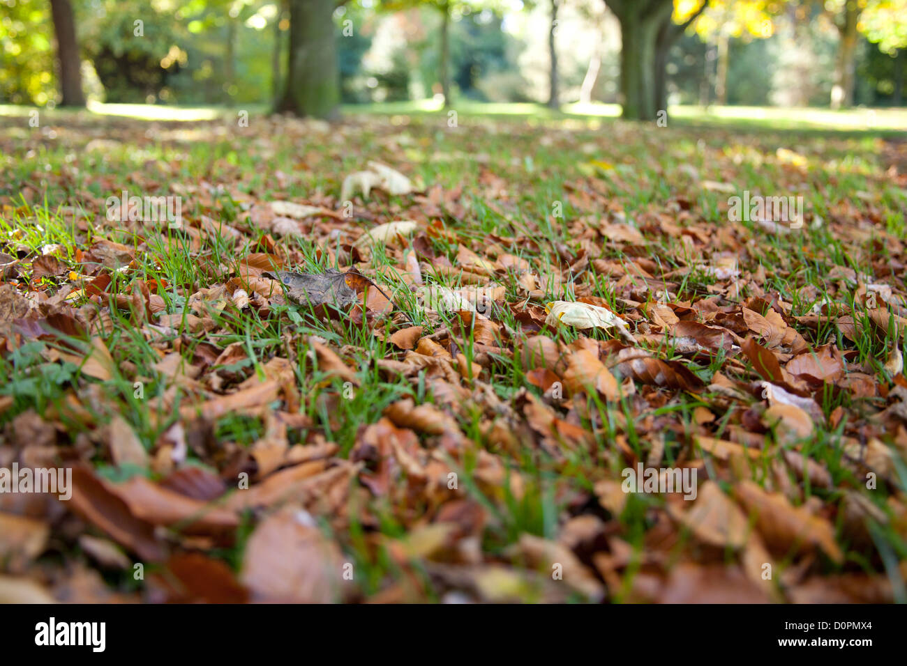 Autumn leaves in Cabinteely Park Dublin Ireland Stock Photo - Alamy