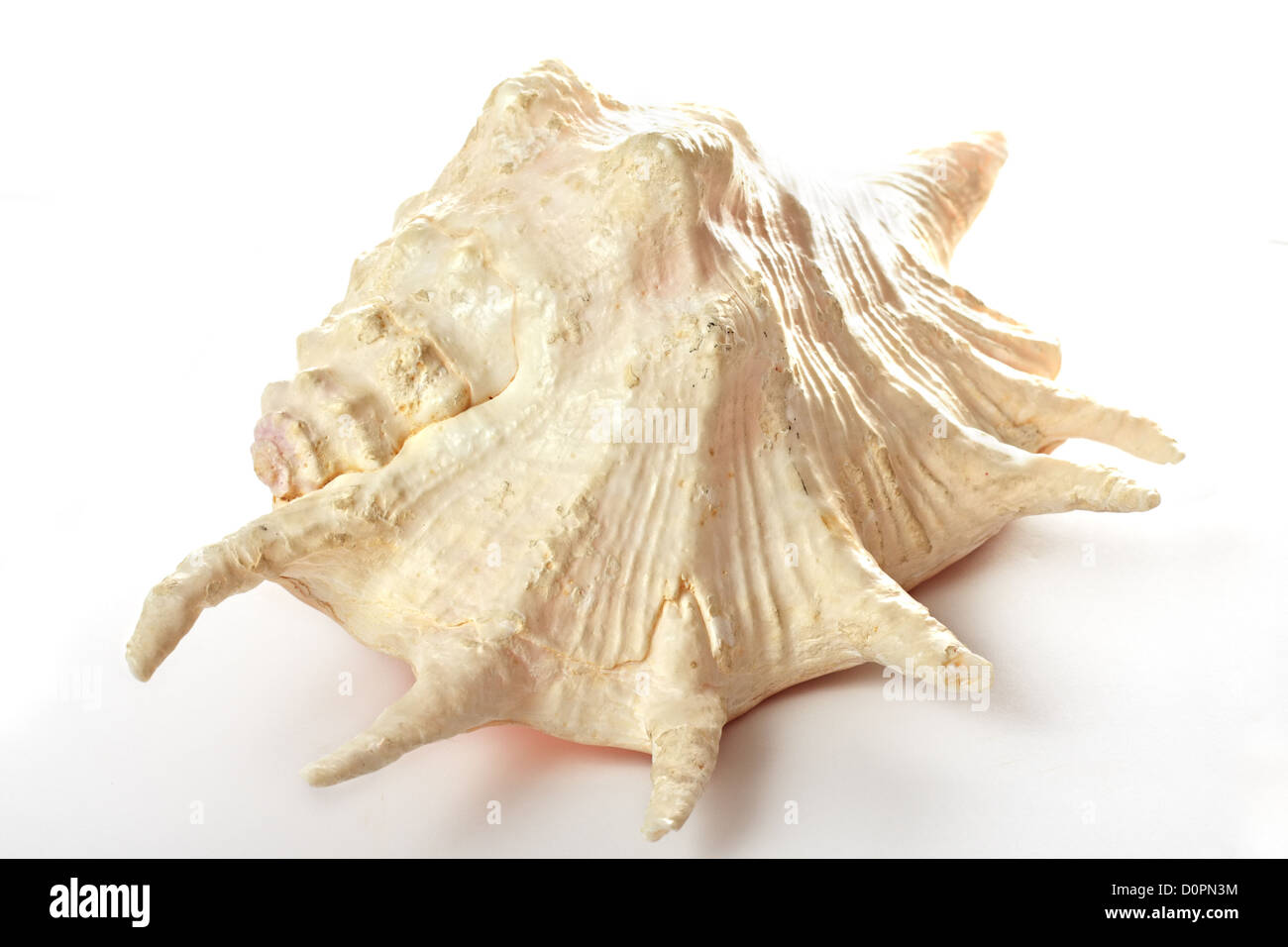 Seashell over light Stock Photo - Alamy