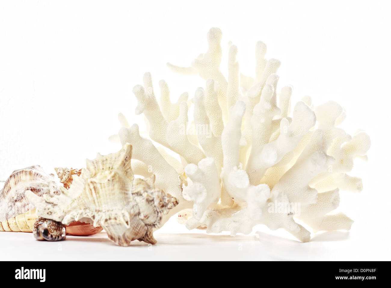 Coral and seashells Stock Photo - Alamy