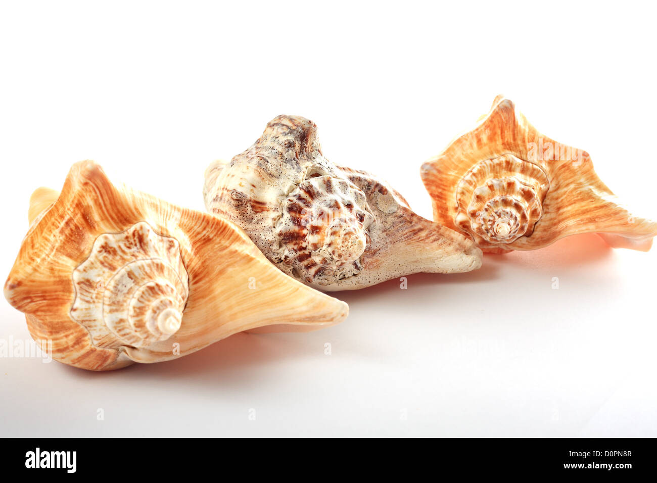 Three seashell in row Stock Photo - Alamy