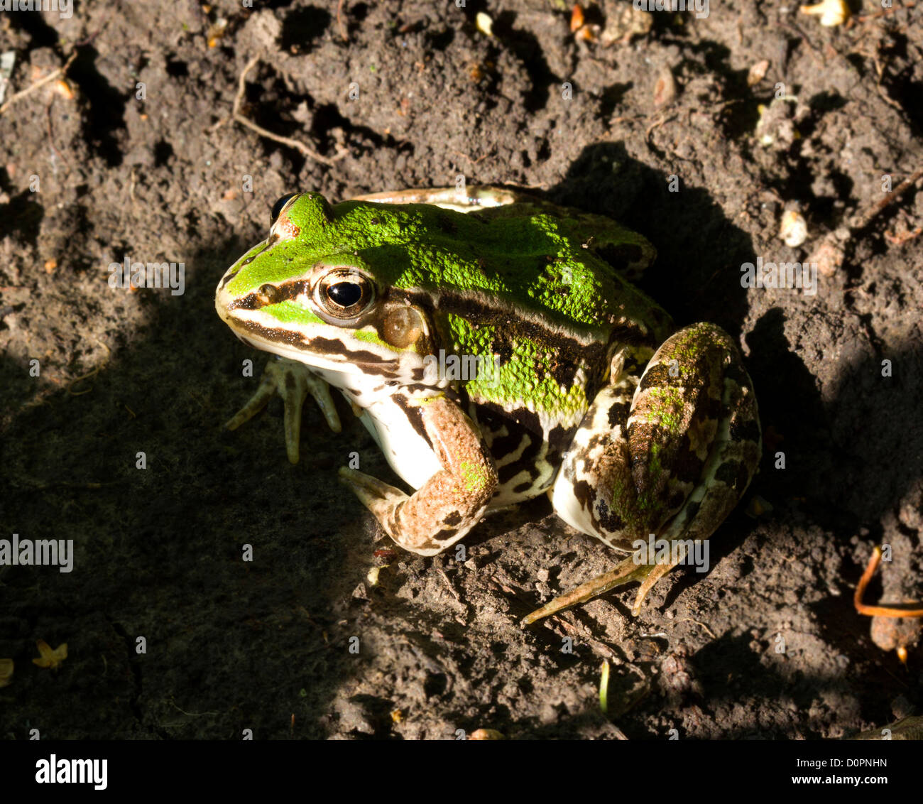Pool Frog (Pelophylax lessonae) sitting on the ground. Close up Stock ...