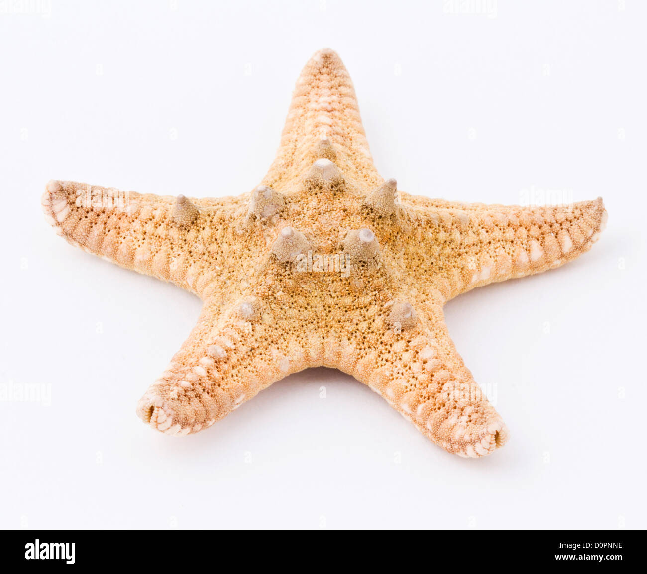 Sea star isolated on white background. Close up Stock Photo - Alamy