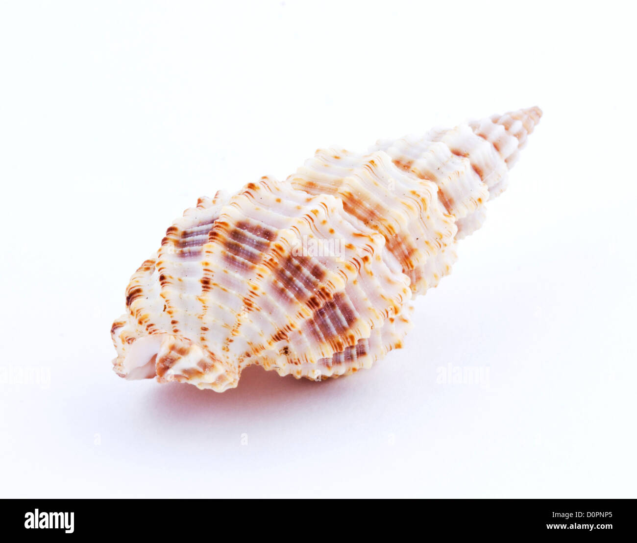 Sea shell isolated on white background. Close up Stock Photo - Alamy
