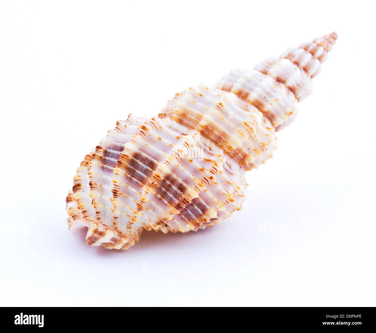 Sea shell isolated on white background. Close up Stock Photo - Alamy