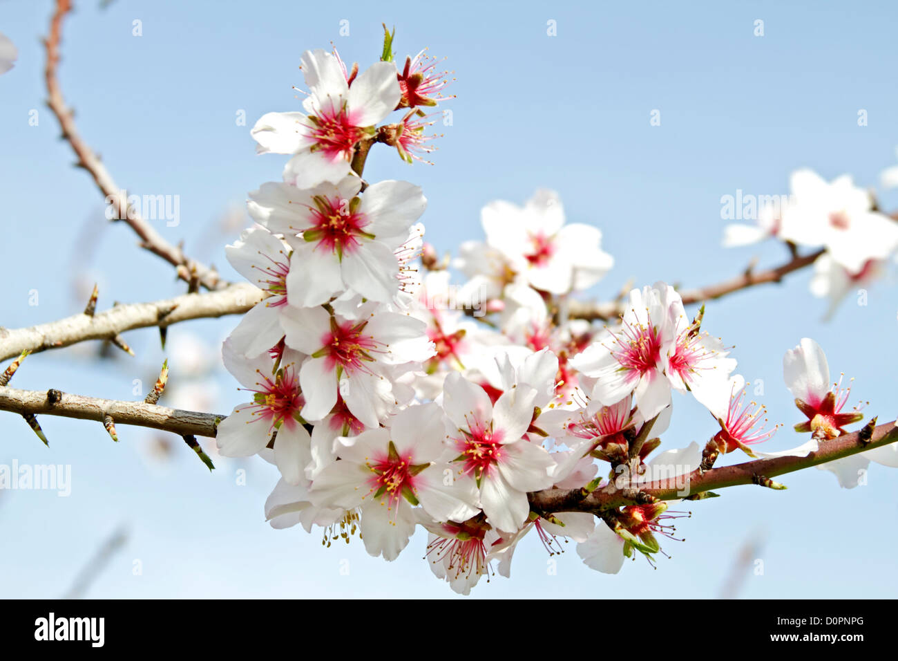 Almond tree flower hi-res stock photography and images - Alamy