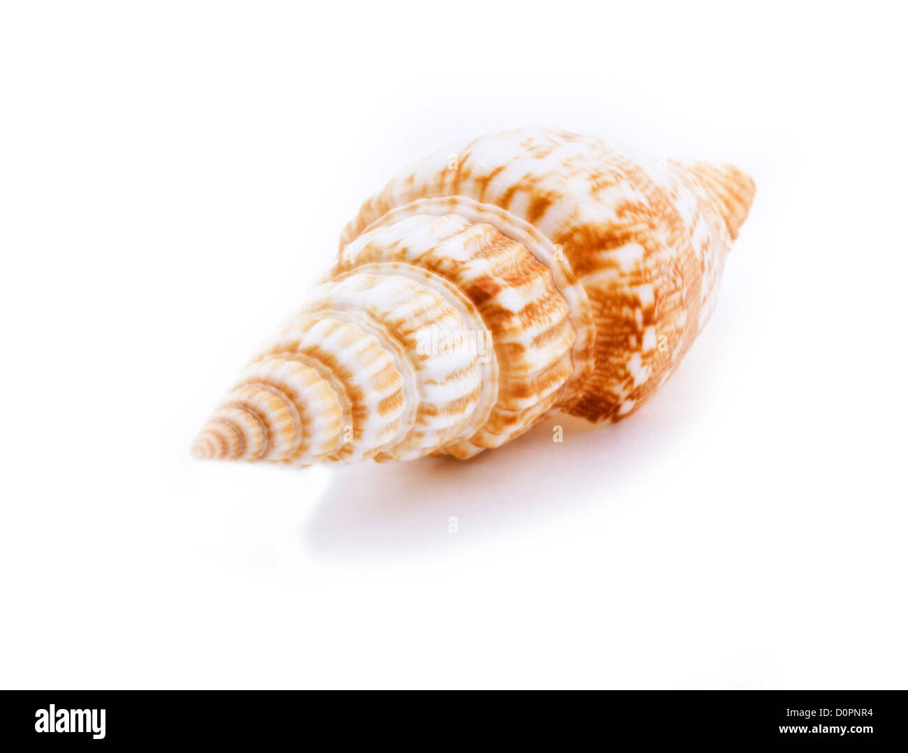 Sea shell isolated on white background. Close up Stock Photo - Alamy