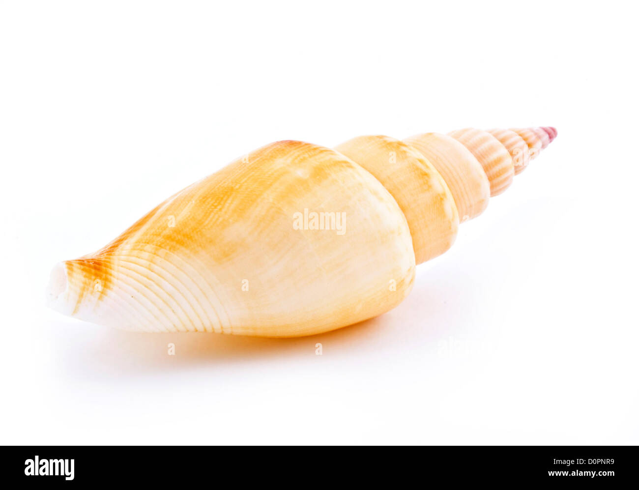 Sea shell isolated on white background. Close up Stock Photo - Alamy
