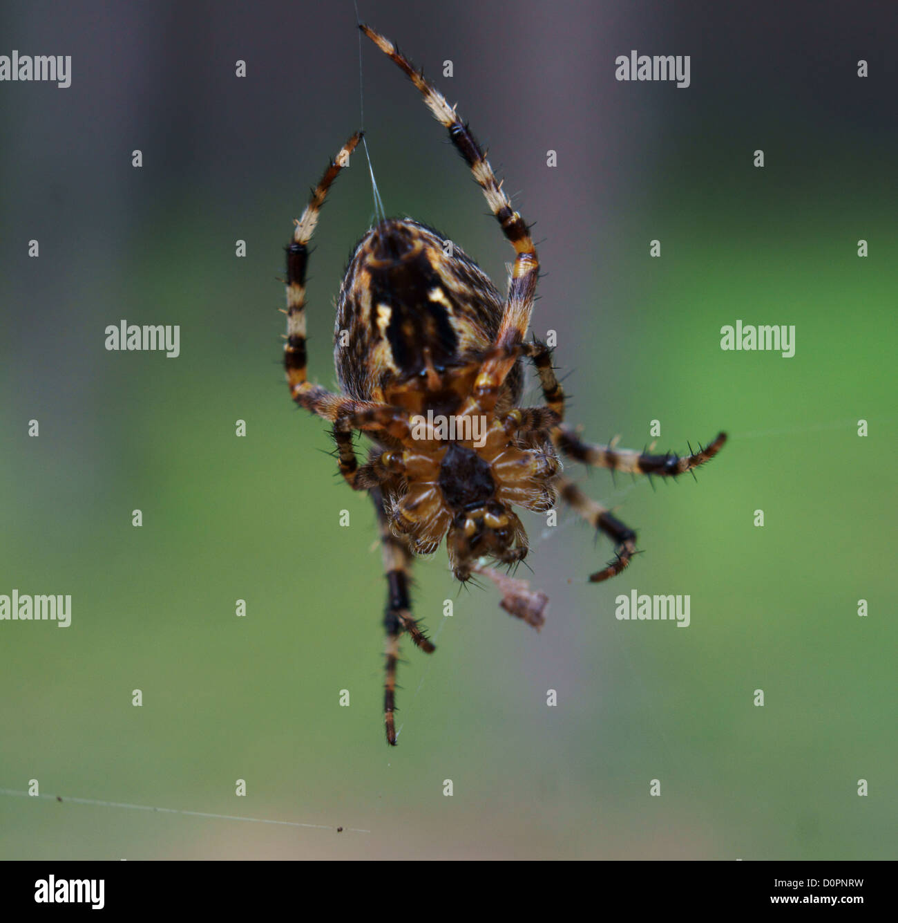 spider and spiderweb Stock Photo - Alamy