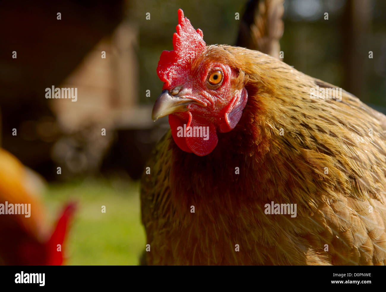 Corral hen hi-res stock photography and images - Alamy