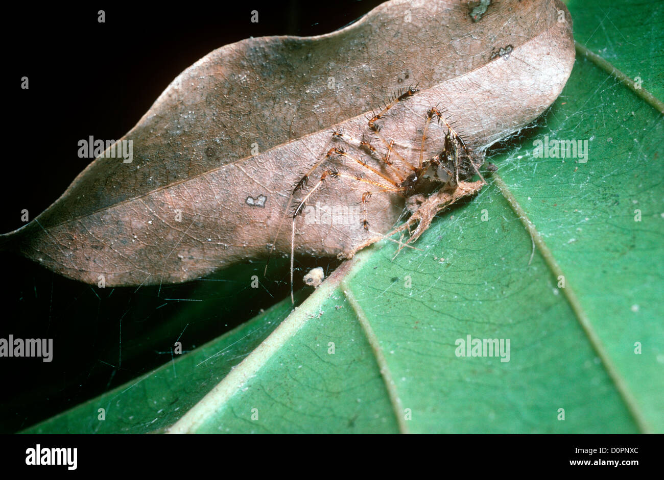 Sulawesi and sunda islands hi-res stock photography and images - Alamy