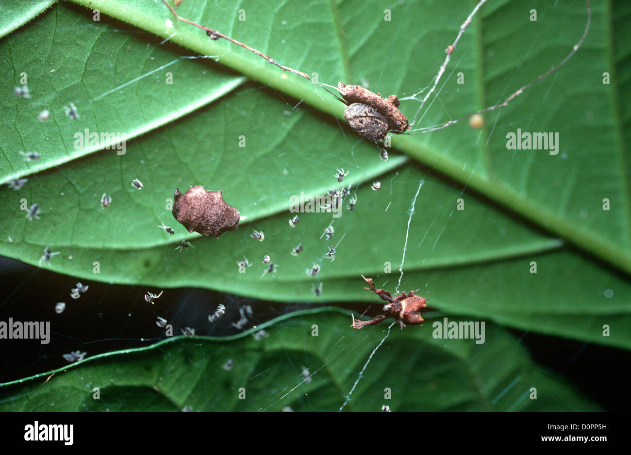 Feather-footed spider (Uloborus lugubris) female resembling dead leaf ...