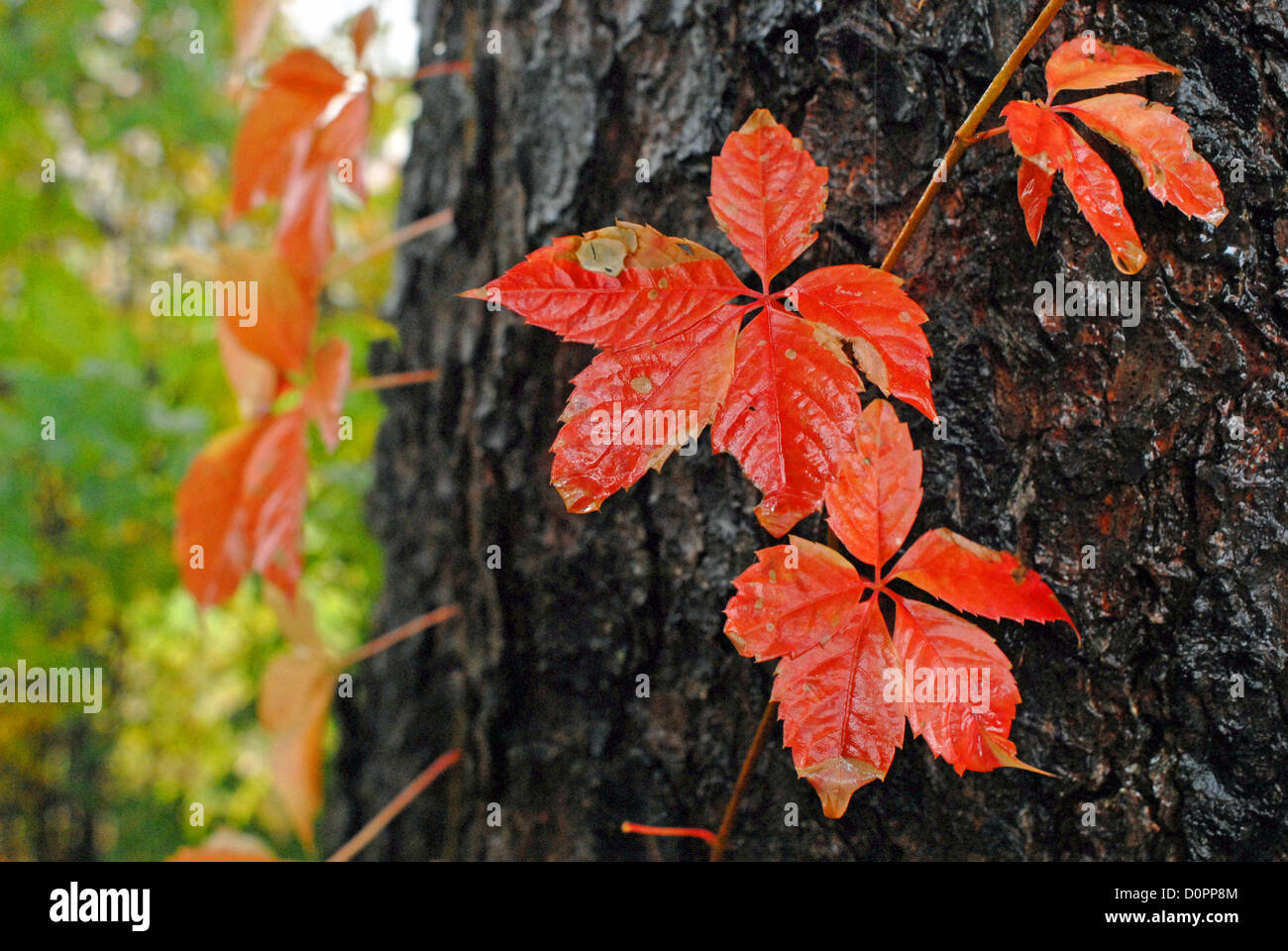 Tree with virginia creeper hi-res stock photography and images - Alamy