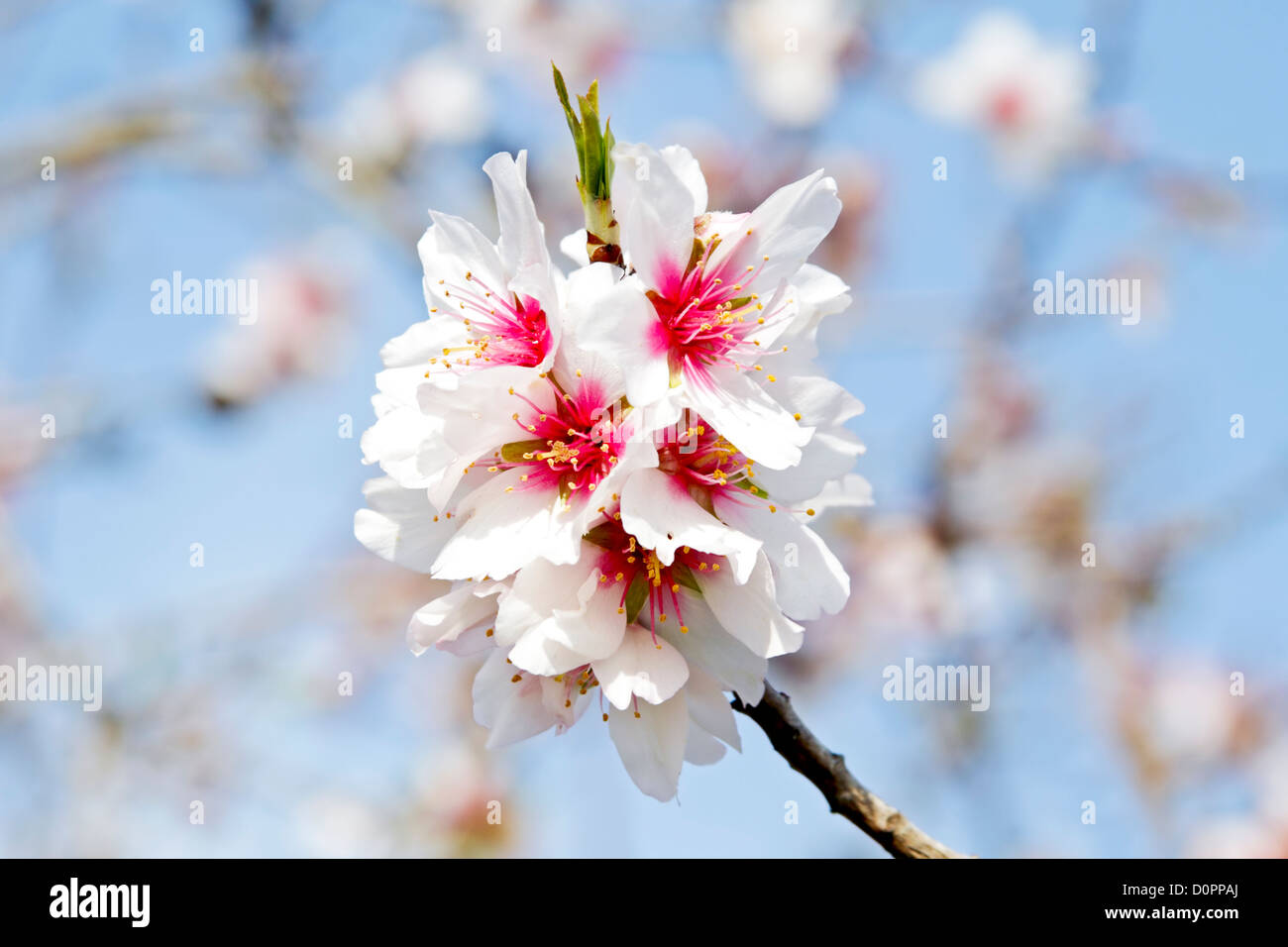 Almond tree flower hi-res stock photography and images - Alamy